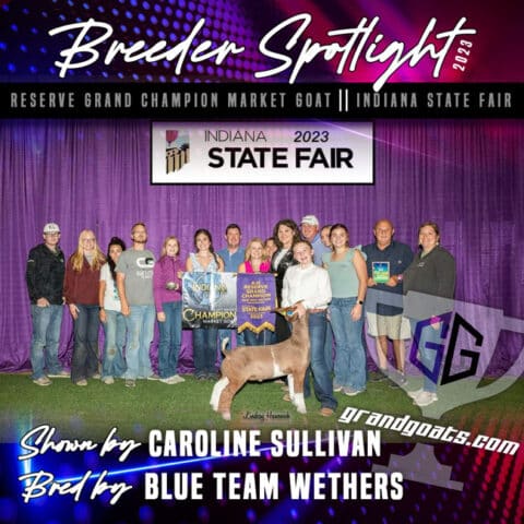 Blue Team Wethers - GrandGoats.com