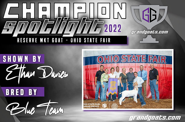 Blue Team Wethers - GrandGoats.com