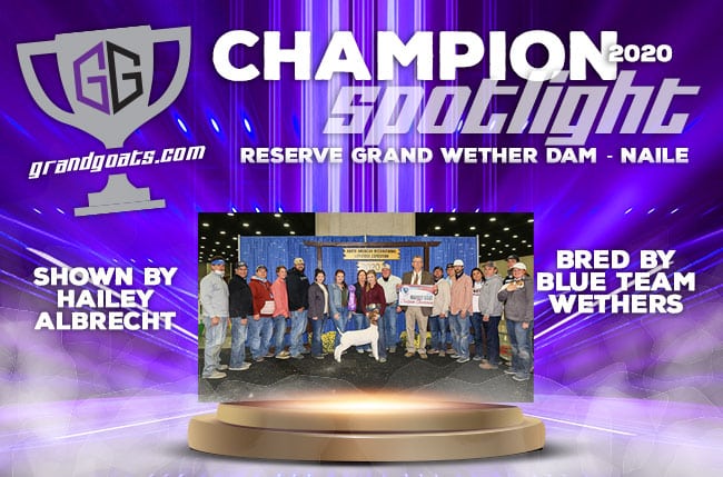 Blue Team Wethers - GrandGoats.com