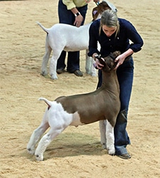 Arizona National - GrandGoats.com