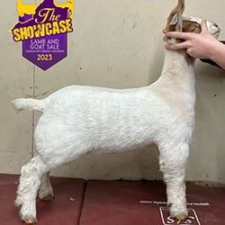 The Showcase Lamb & Goat Sale - GrandGoats.com