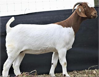 S&R Meat Goats Bred Doe & Doe Kid Sale - GrandGoats.com